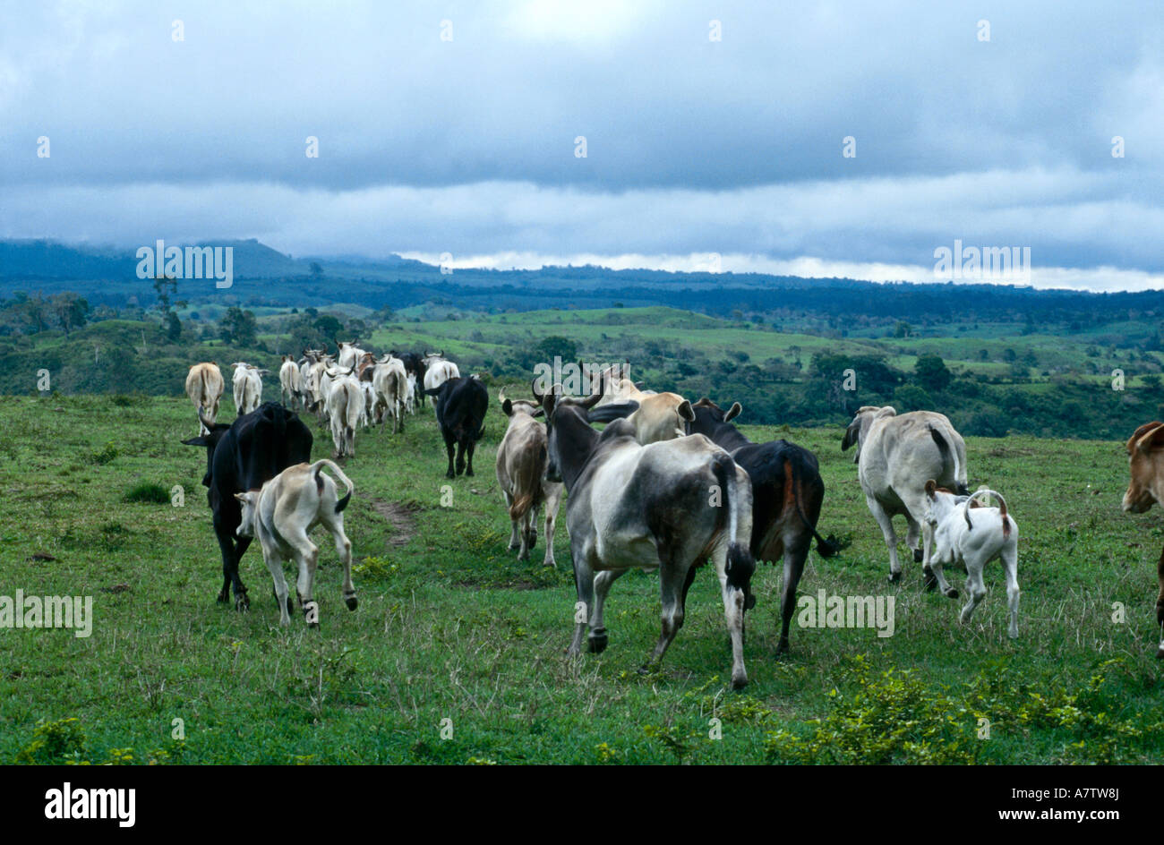 Cows running in field, San Blas Islands, Republic Of Panama Stock Photo ...