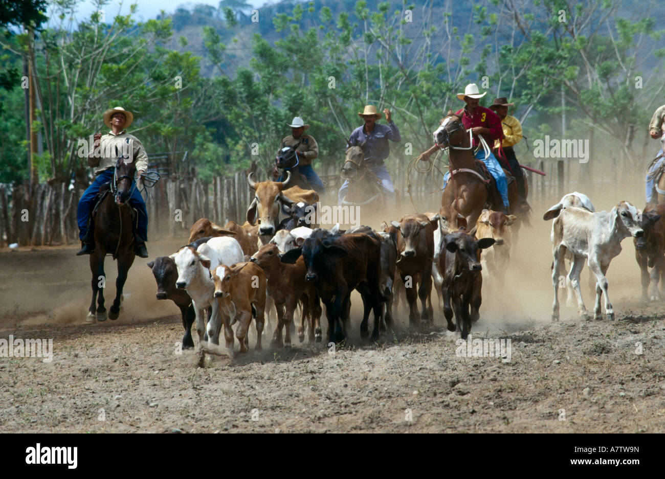 Cowboys on horsebacks herding cattle Panama Stock Photo - Alamy