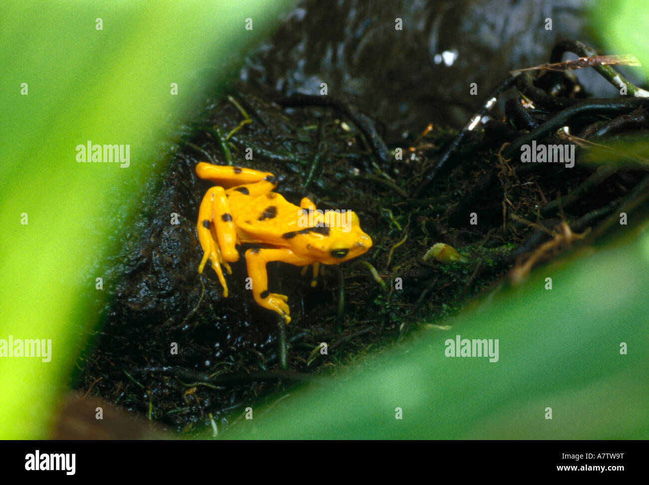 High angle view of Panamanian golden frog (Atelopus zeteki), San Blas ...