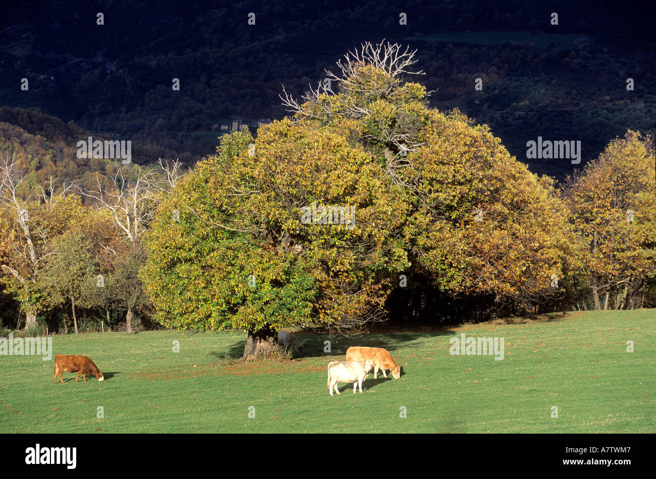France, Lozere, Cevennes region, herd cows in the French valley view ...
