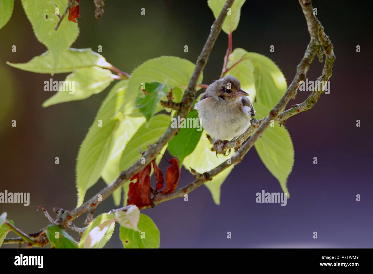 Young Chaffinch fledgling, Fringilla coelebs Stock Photo - Alamy