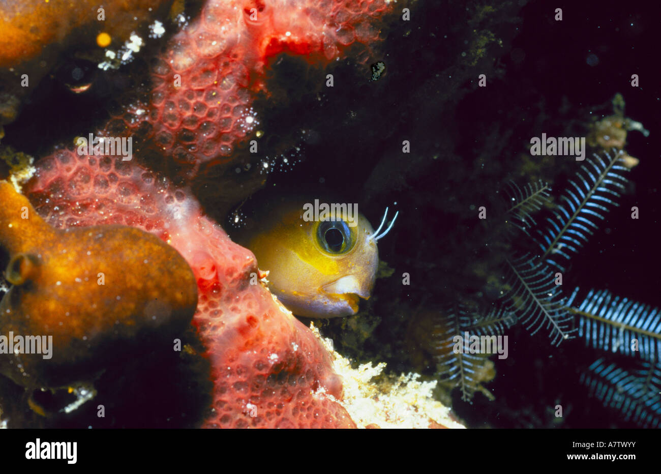 Fish hiding in coral underwater Stock Photo - Alamy