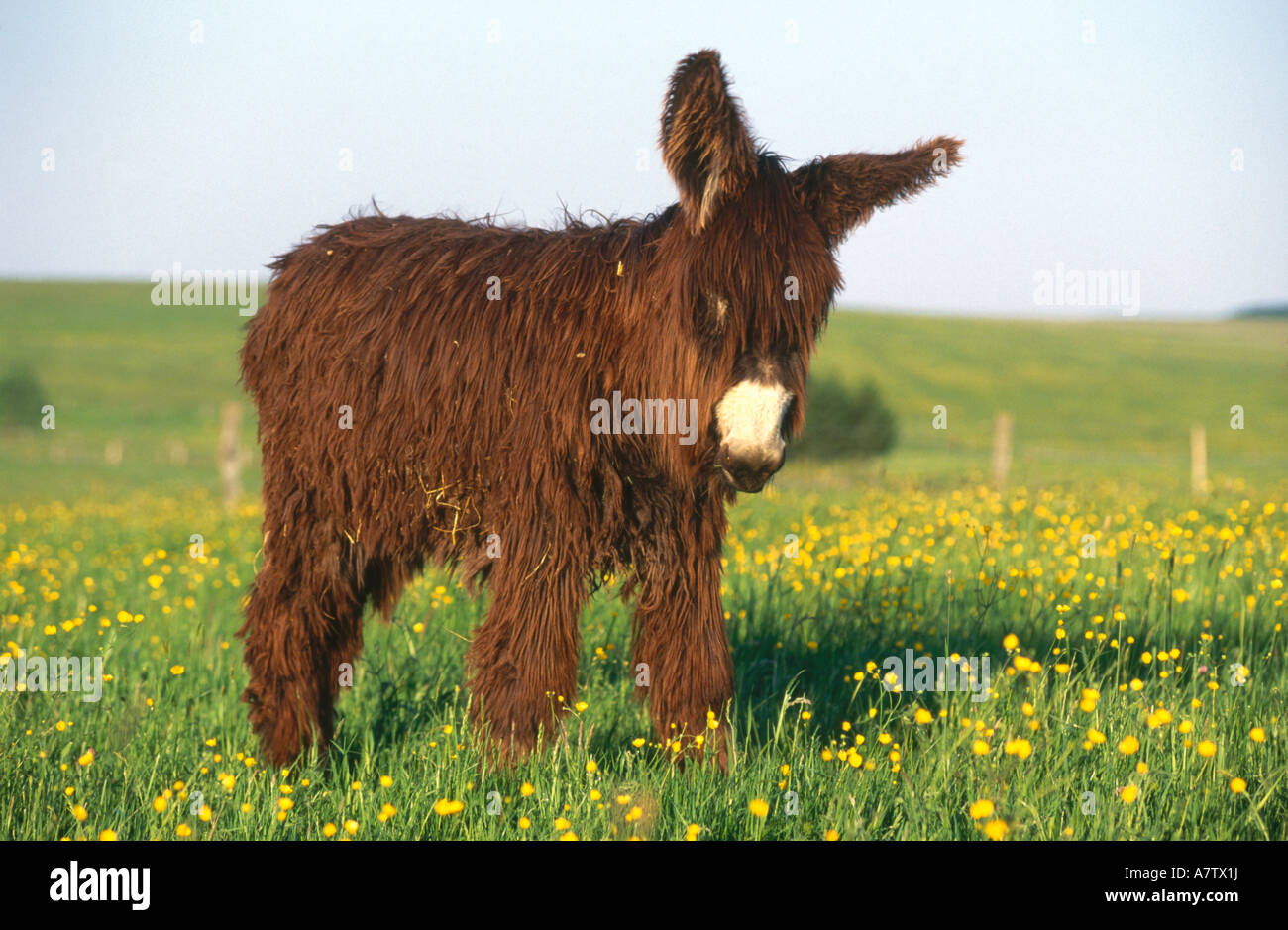 Foal of Poitou donkey standing in field Stock Photo - Alamy