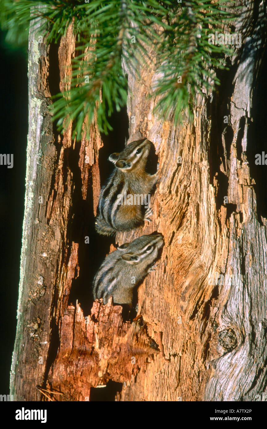 Tree Trunk Hole Squirrel High Resolution Stock Photography and Images ...
