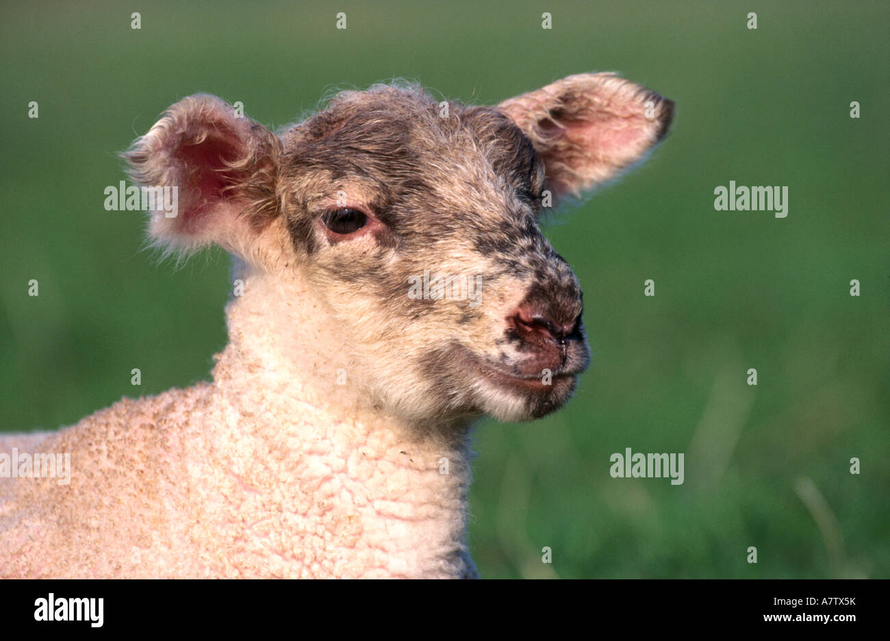 Close-up of lamb Stock Photo - Alamy