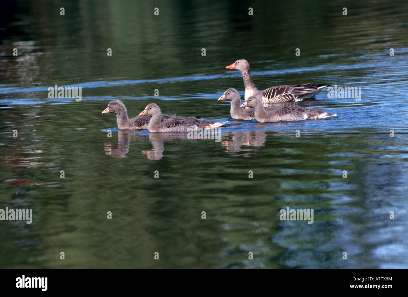 Geese floating on water Stock Photo - Alamy