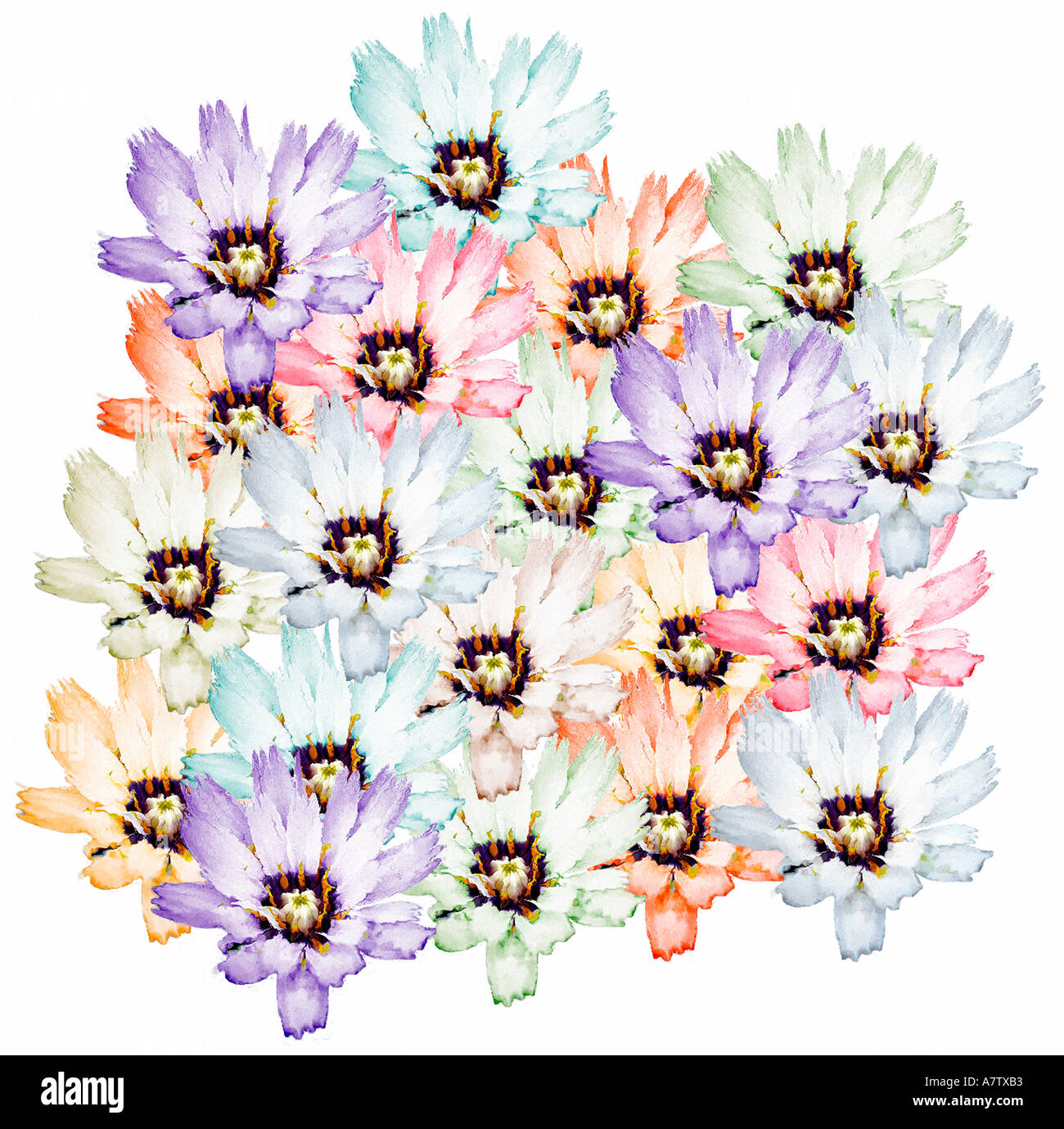 collage of flower heads Stock Photo - Alamy