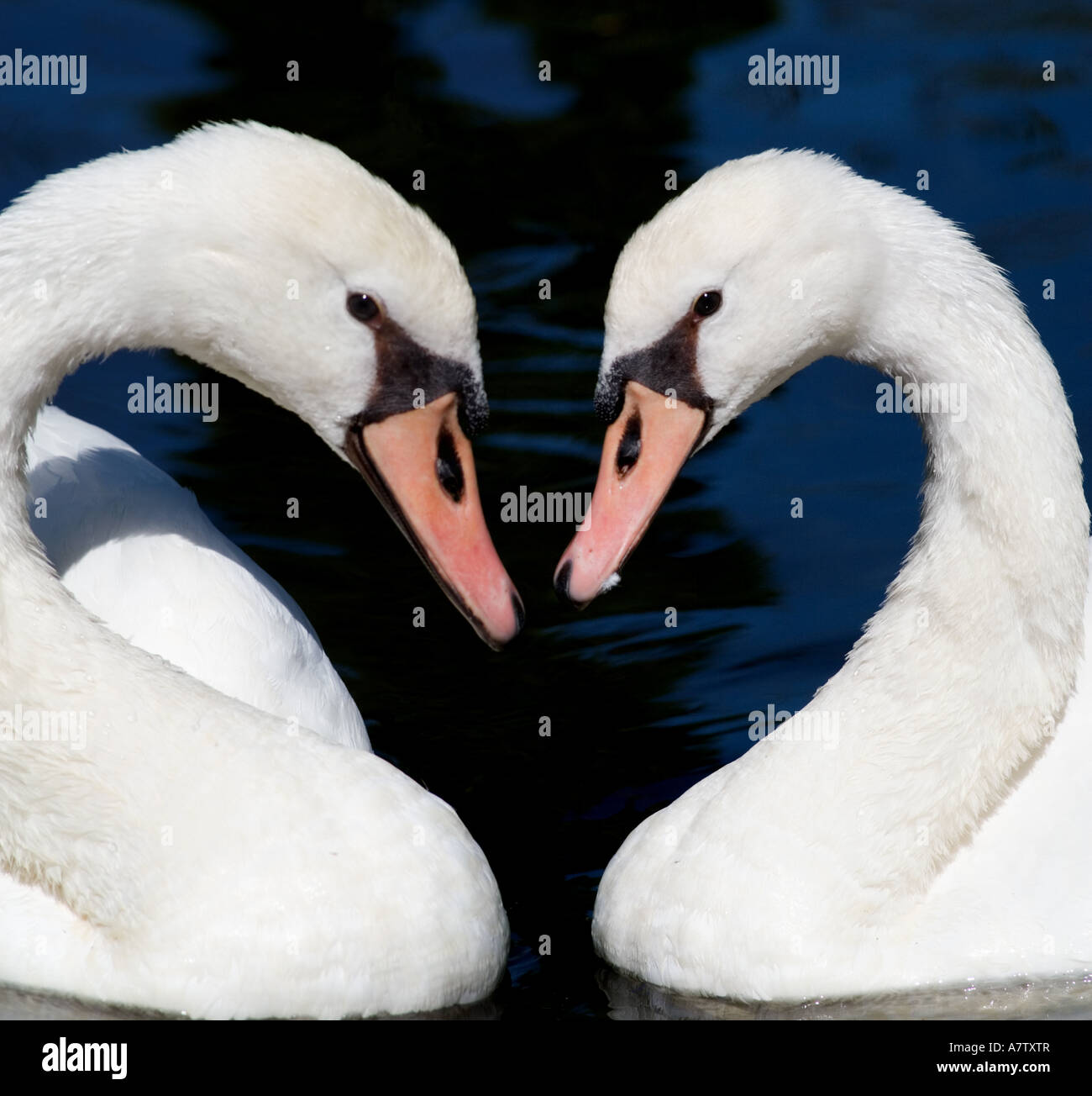 Two swans forming heart shape hi-res stock photography and images - Alamy