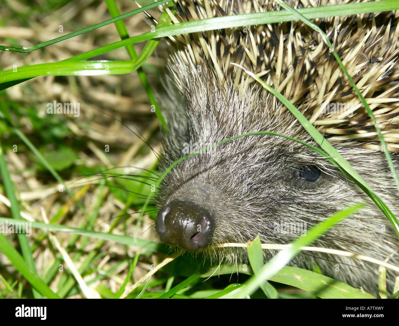 A detail of a wet nose of a hedgehog Stock Photo - Alamy