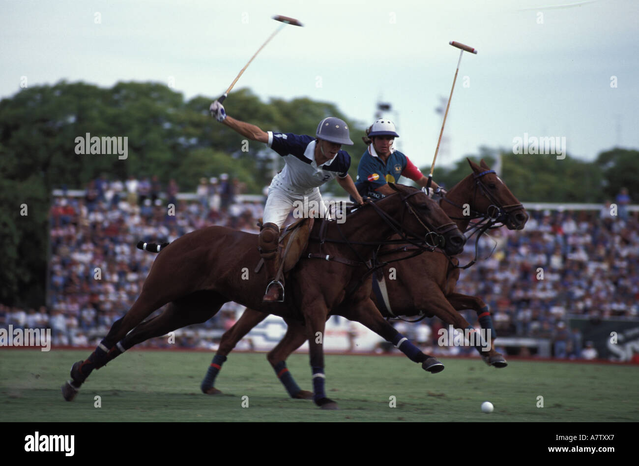 Polo players argentina hi-res stock photography and images - Alamy