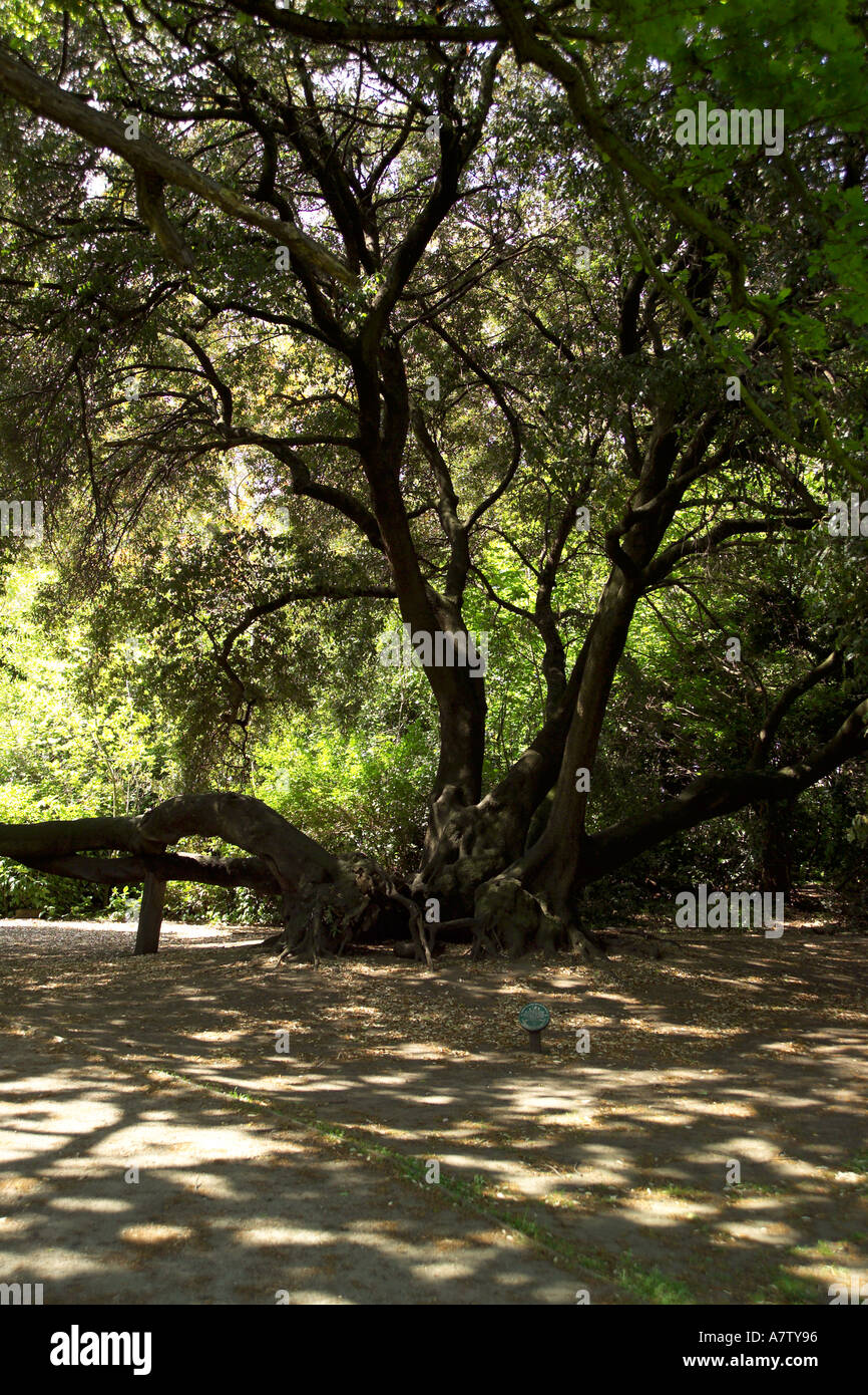 Trunk of 500 year old Quercus ilex Holm oak in Fulham Palace gardens ...