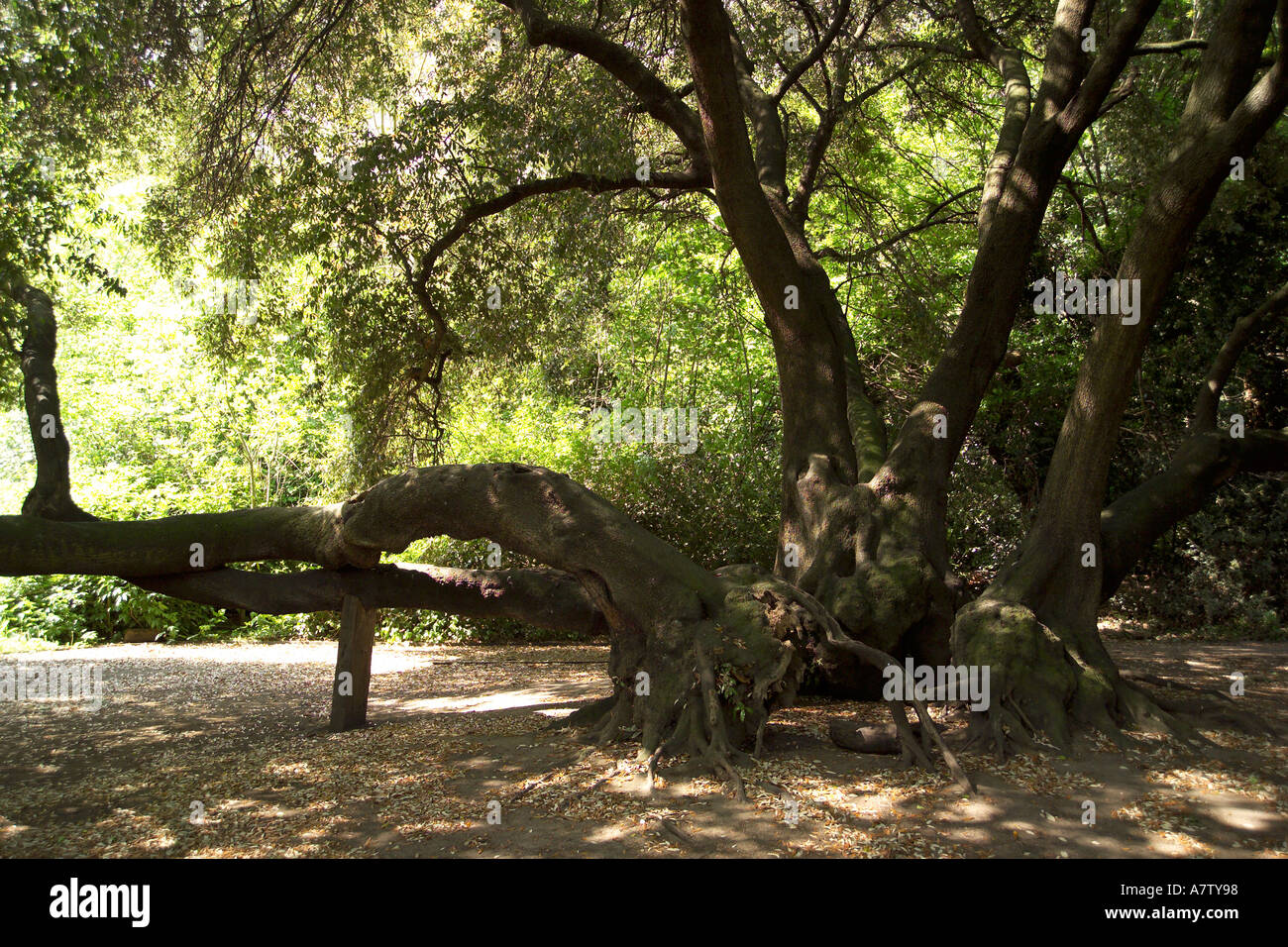 Trunk of 500 year old Quercus ilex Holm oak in Fulham Palace gardens ...