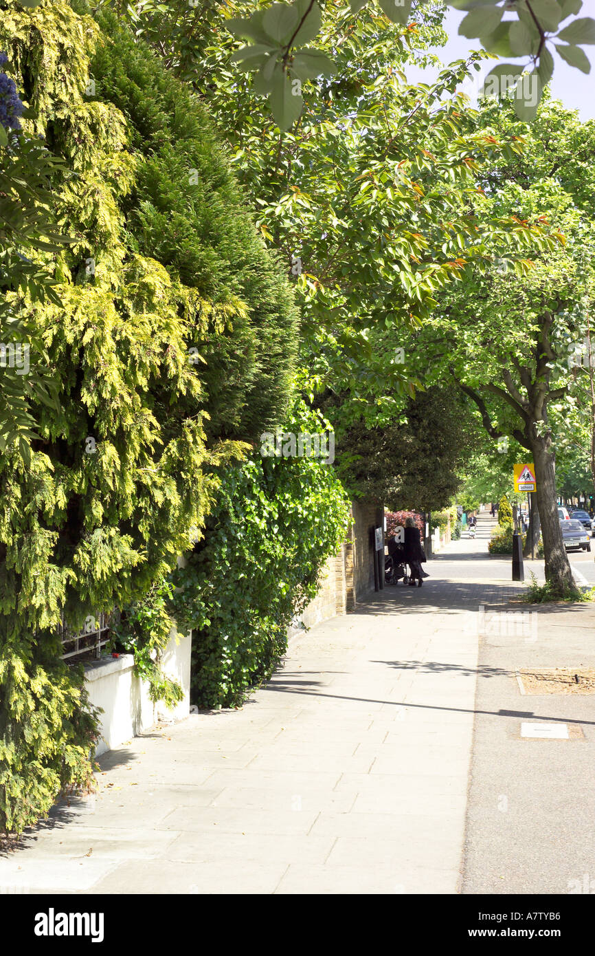 tree lined street in London Stock Photo - Alamy