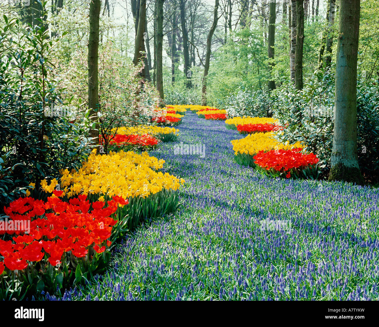 Lisse flowers hi-res stock photography and images - Alamy