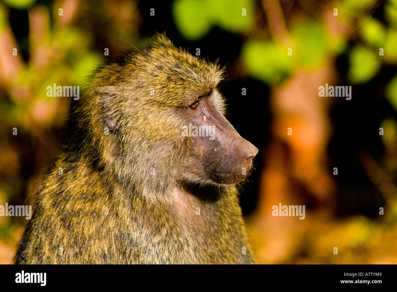 monkey ape apes cercopithecus primate park tanzania Stock Photo - Alamy
