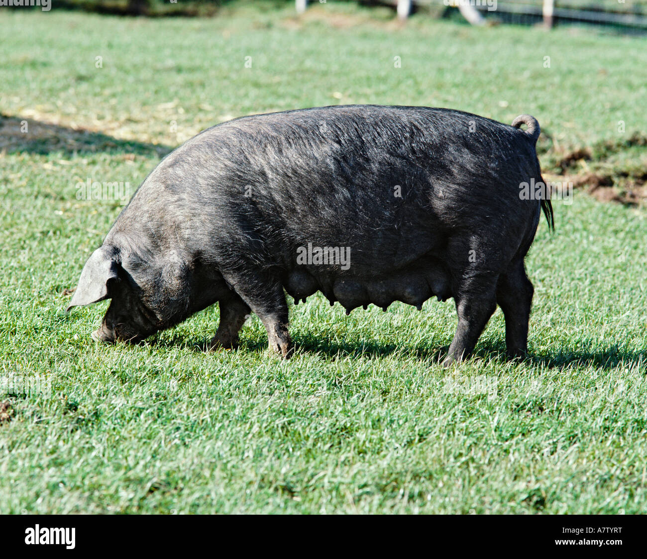 Large black pig hi-res stock photography and images - Alamy