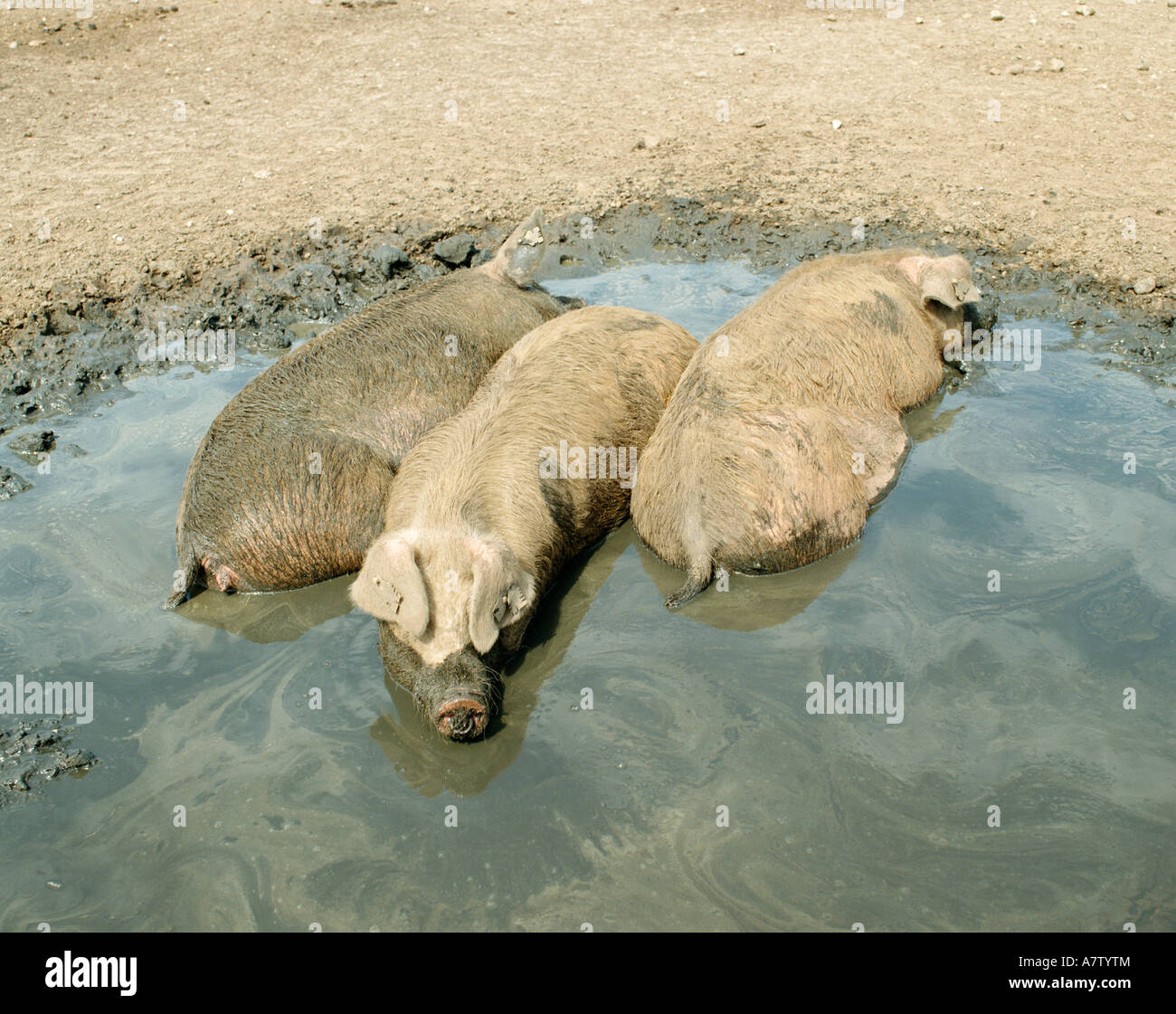 Pigs pool hi-res stock photography and images - Alamy