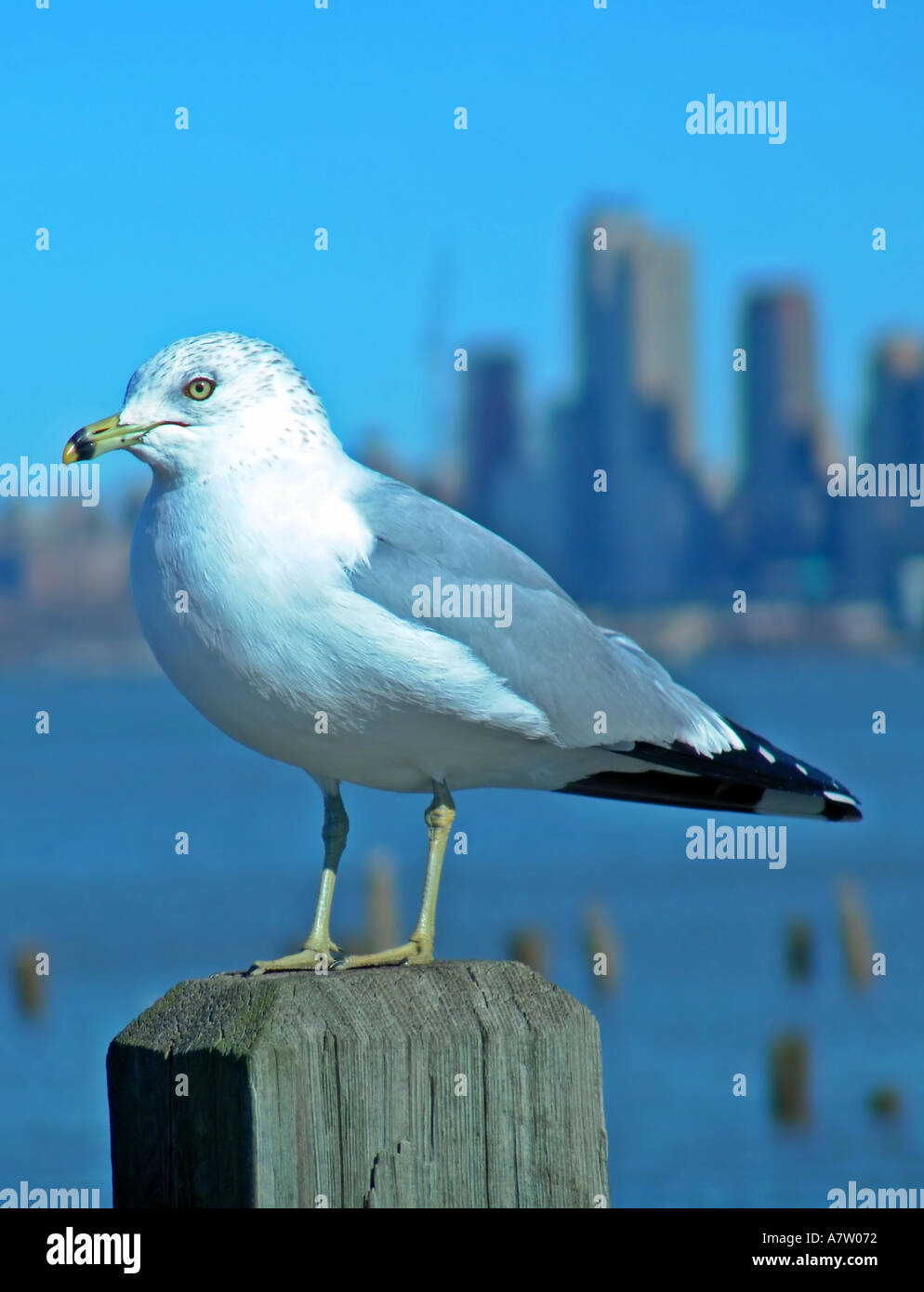 Common new york bird hi-res stock photography and images - Alamy