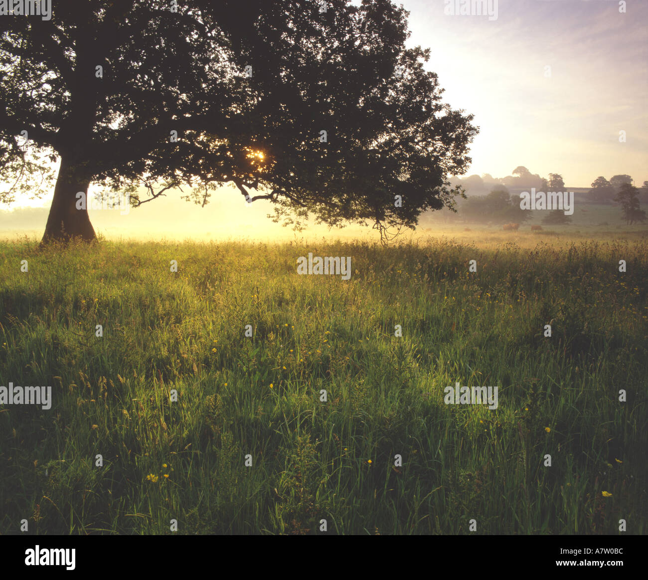Dawn sunshine streaming through an old oak tree on the banks of the ...