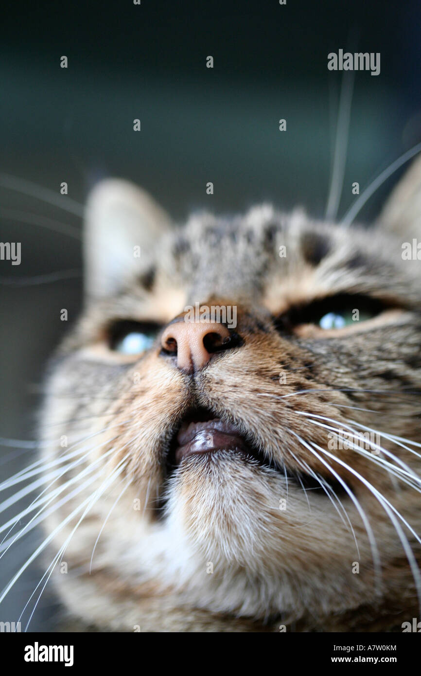 Close-up of cat's face Stock Photo - Alamy