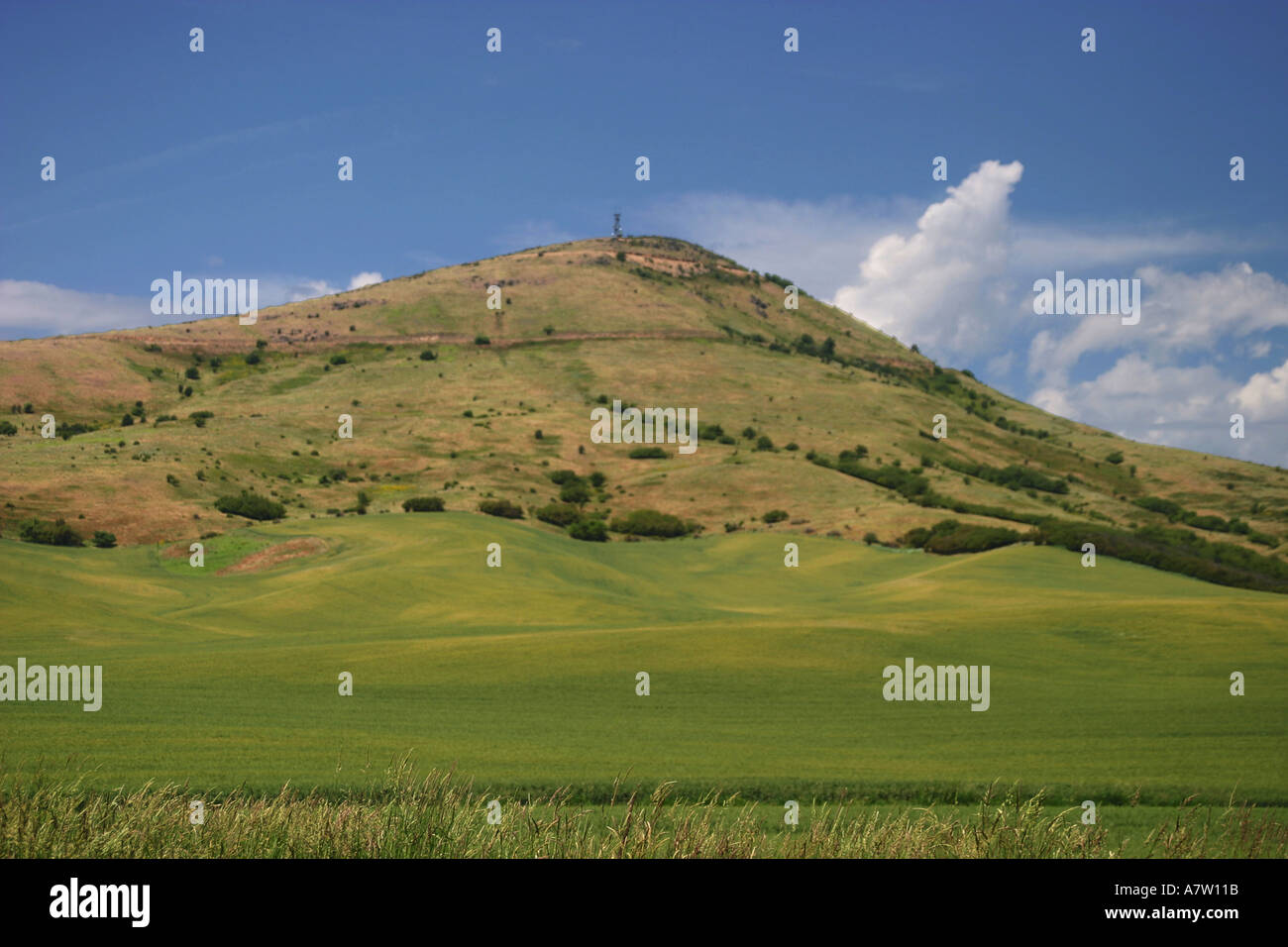 Steptoe Butte a well known landmark rises out of the wheatfields of ...