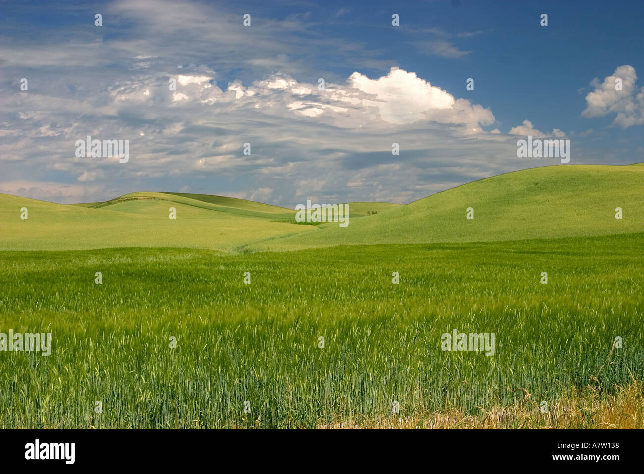 June in winter hi-res stock photography and images - Alamy