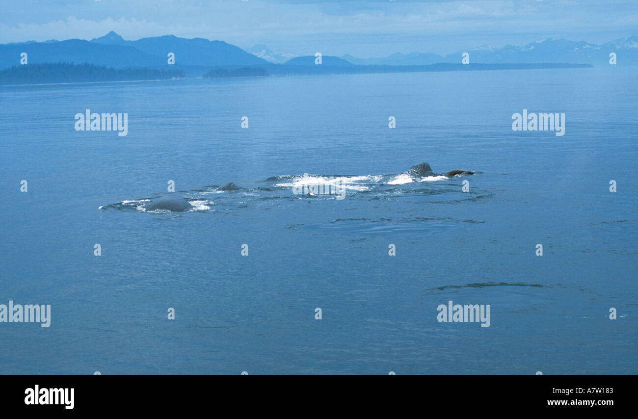 Humpback Whales circling in waters in Southeast Alaska Stock Photo - Alamy