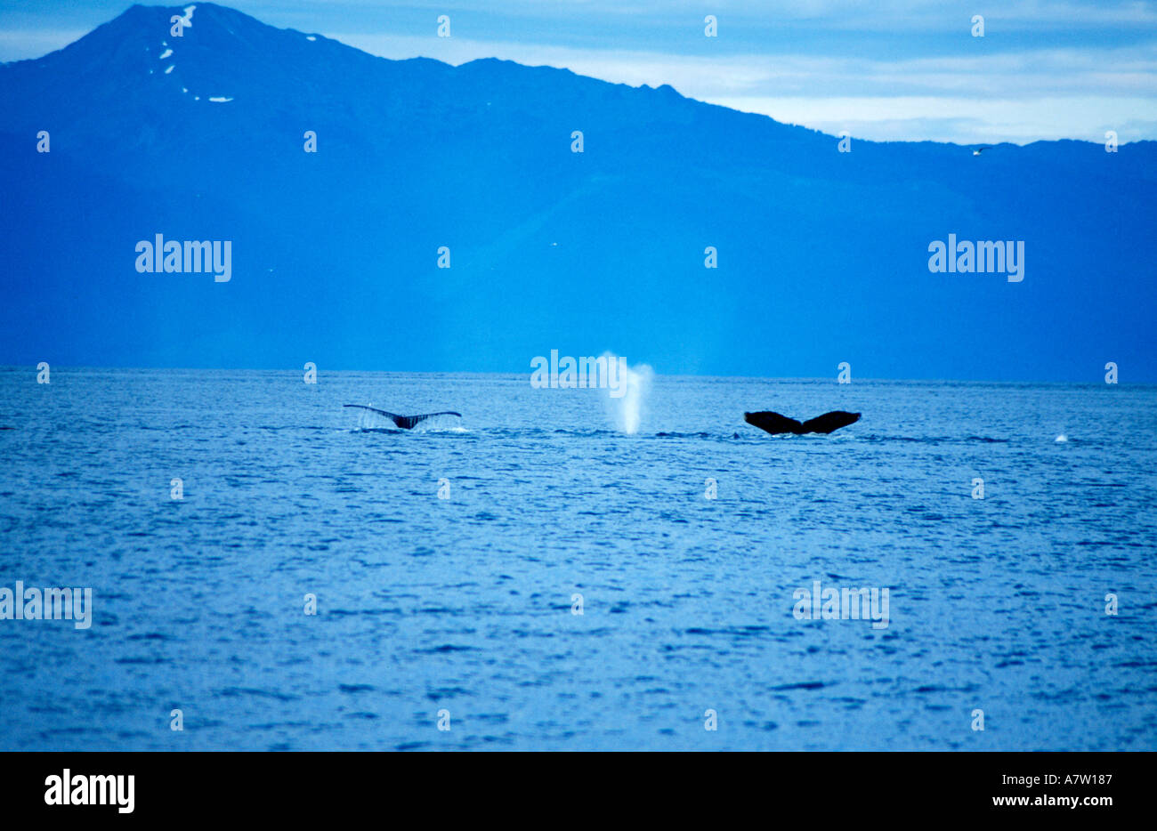 Pod of Humpback Whales Alaska Stock Photo - Alamy
