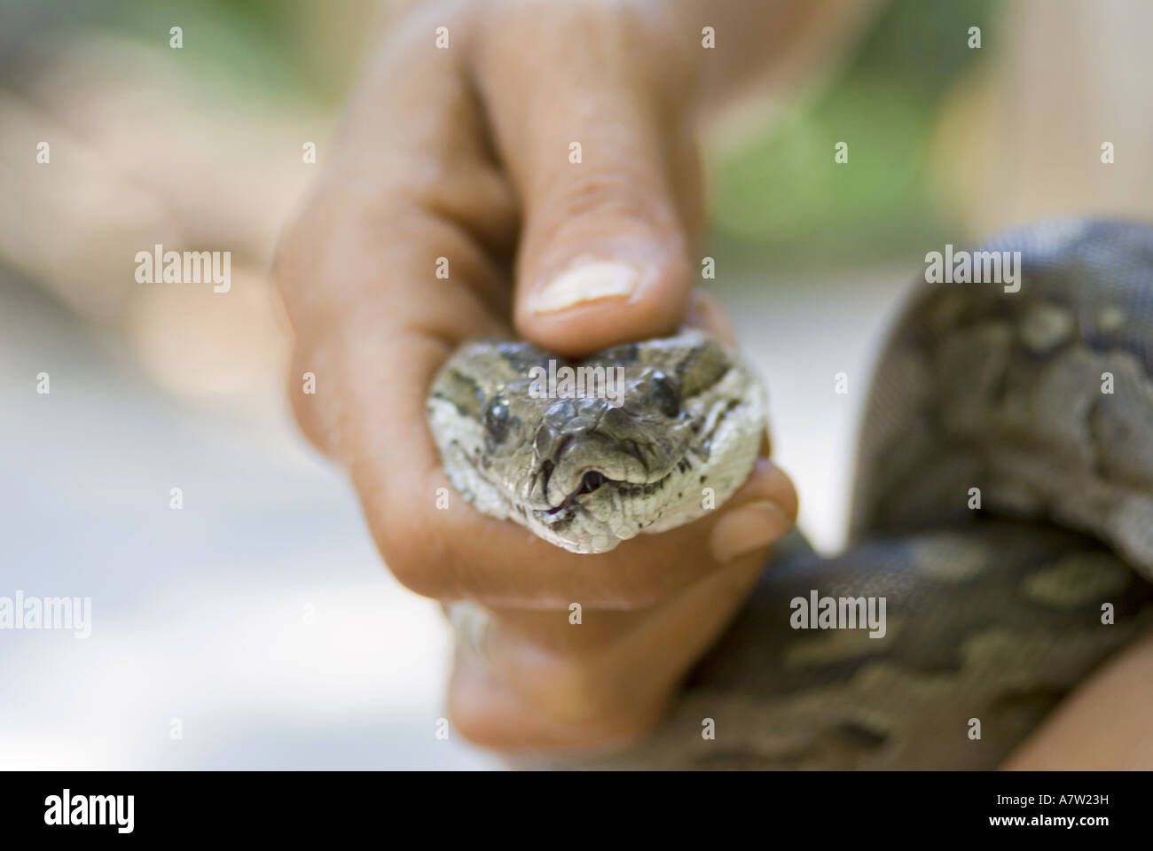 South Africa Rock Python High Resolution Stock Photography and Images ...