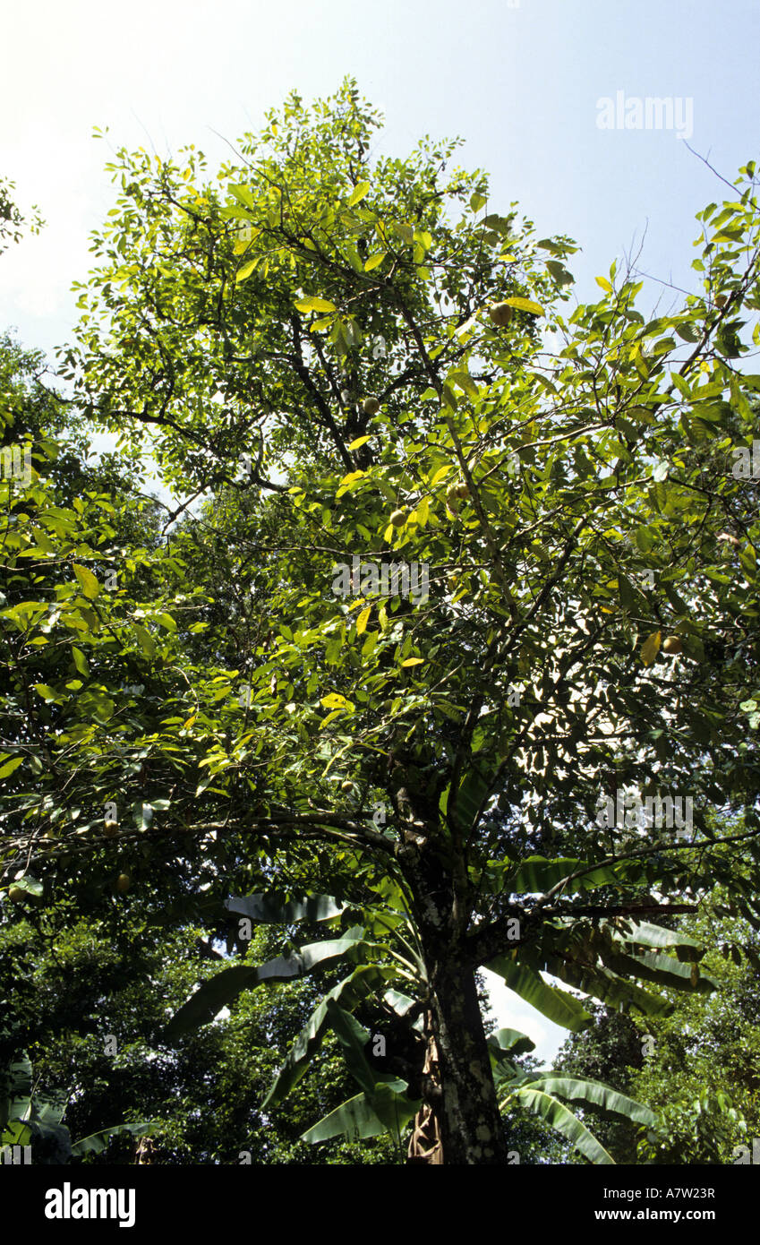 Nutmeg tree Lontar island Banda island Moluccas islands Indonesia Stock ...