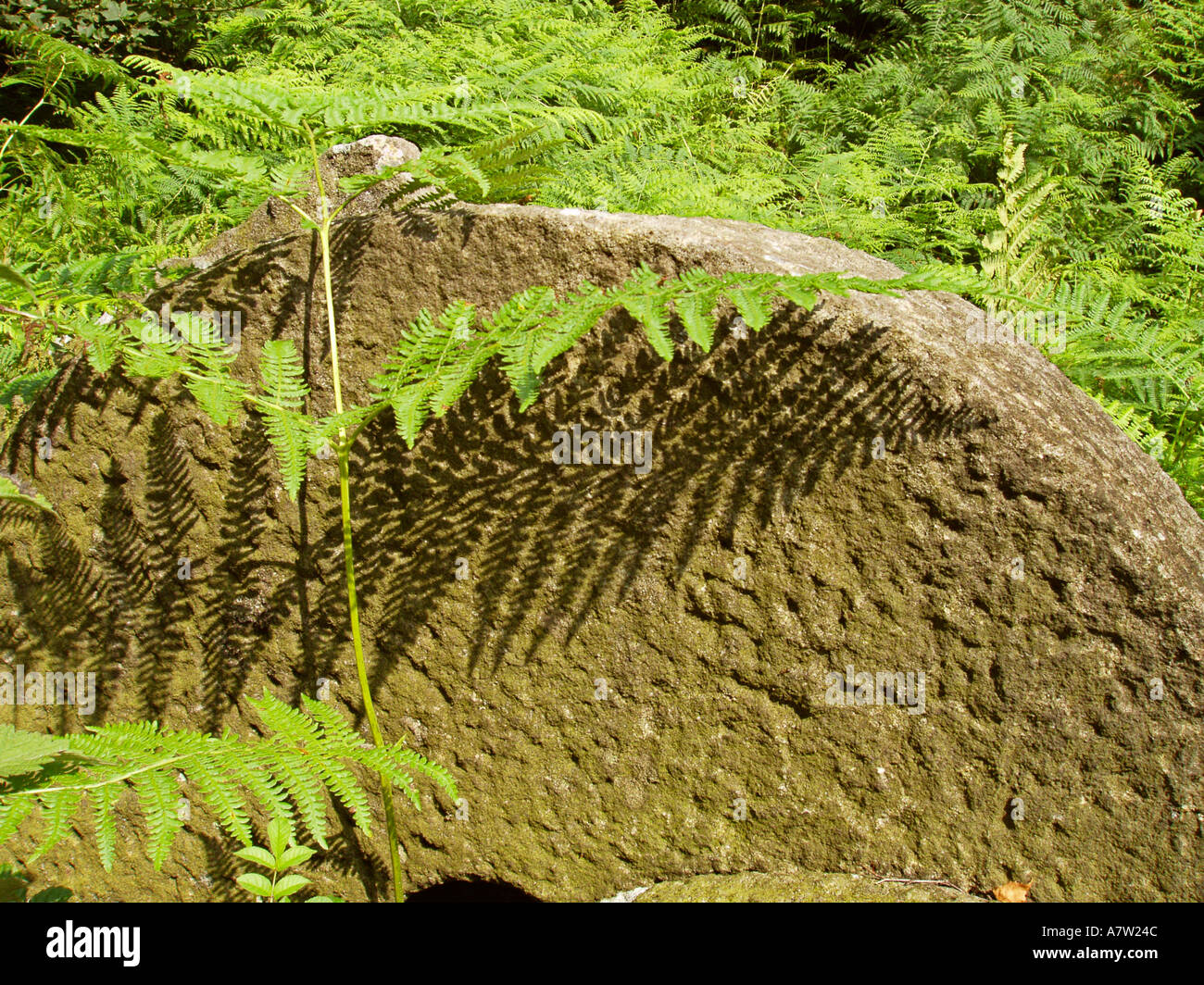 Abandoned Mill Stones in Padley Gorge Near Hathersage in the Peak ...