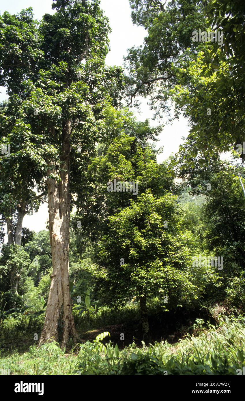 Nutmeg tree Lontar island Banda island Moluccas islands Indonesia Stock ...