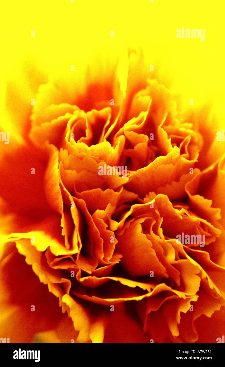 Carnation flower images hi-res stock photography and images - Alamy