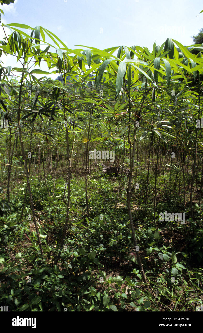 Tapioca Lontar island Banda islands Moluccas islands Indonesia Stock ...