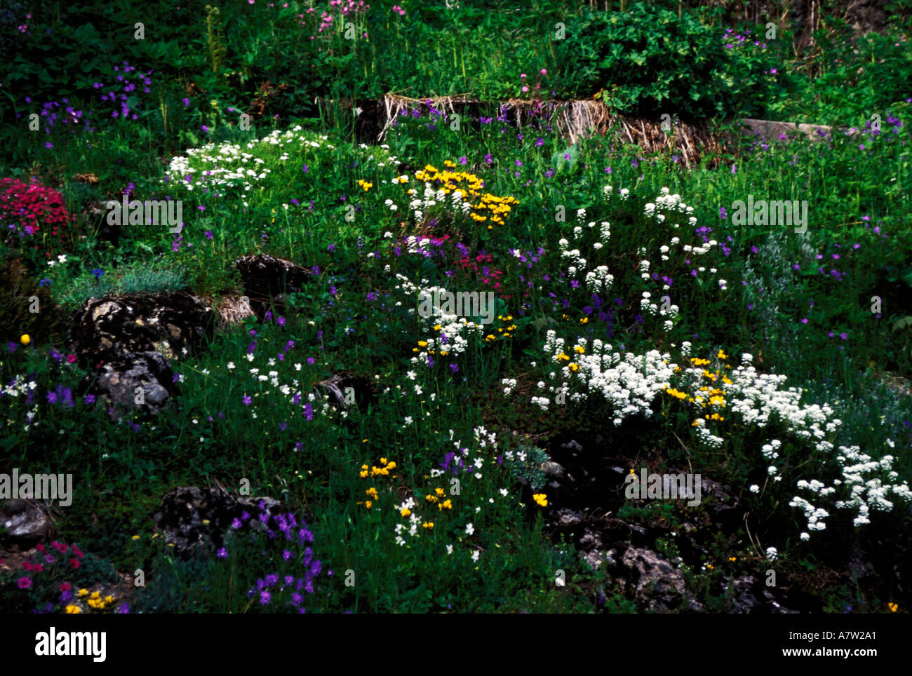 Swiss flowers hi-res stock photography and images - Alamy