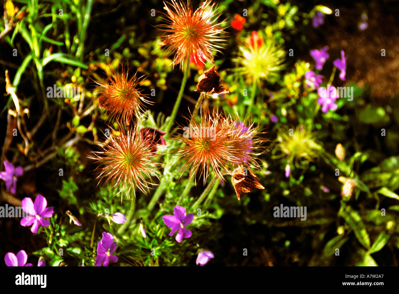 Swiss flowers hi-res stock photography and images - Alamy