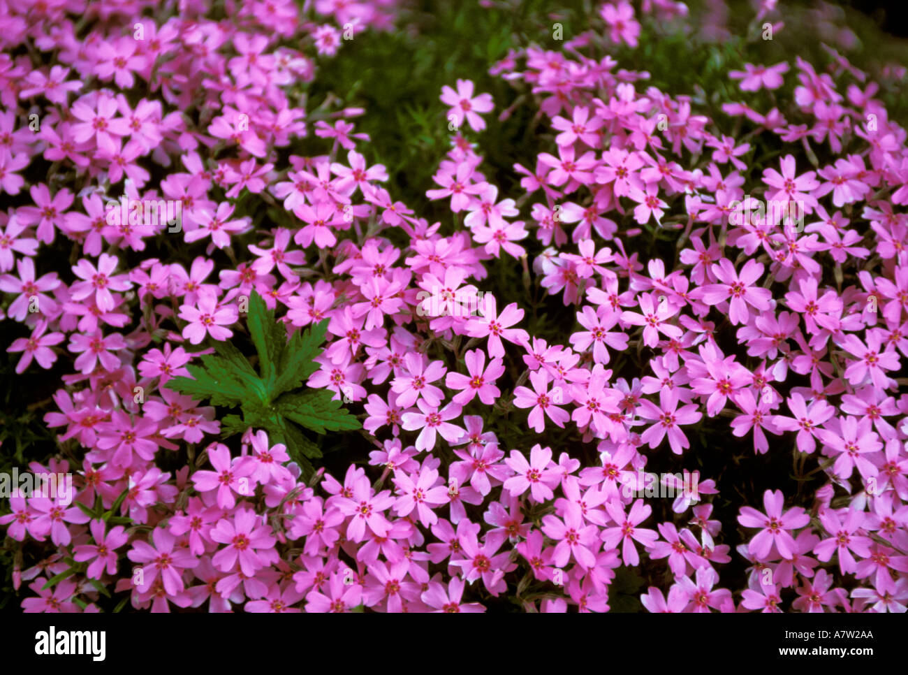 Swiss flowers hi-res stock photography and images - Alamy