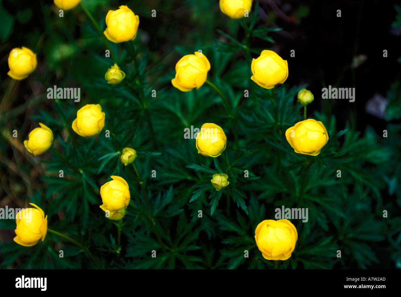 Swiss Alps Alpine Wild Flowers Rigi Switzerland Stock Photo - Alamy