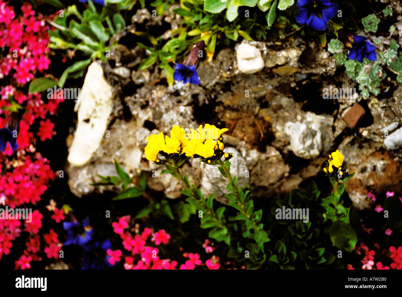 Swiss flowers hi-res stock photography and images - Alamy