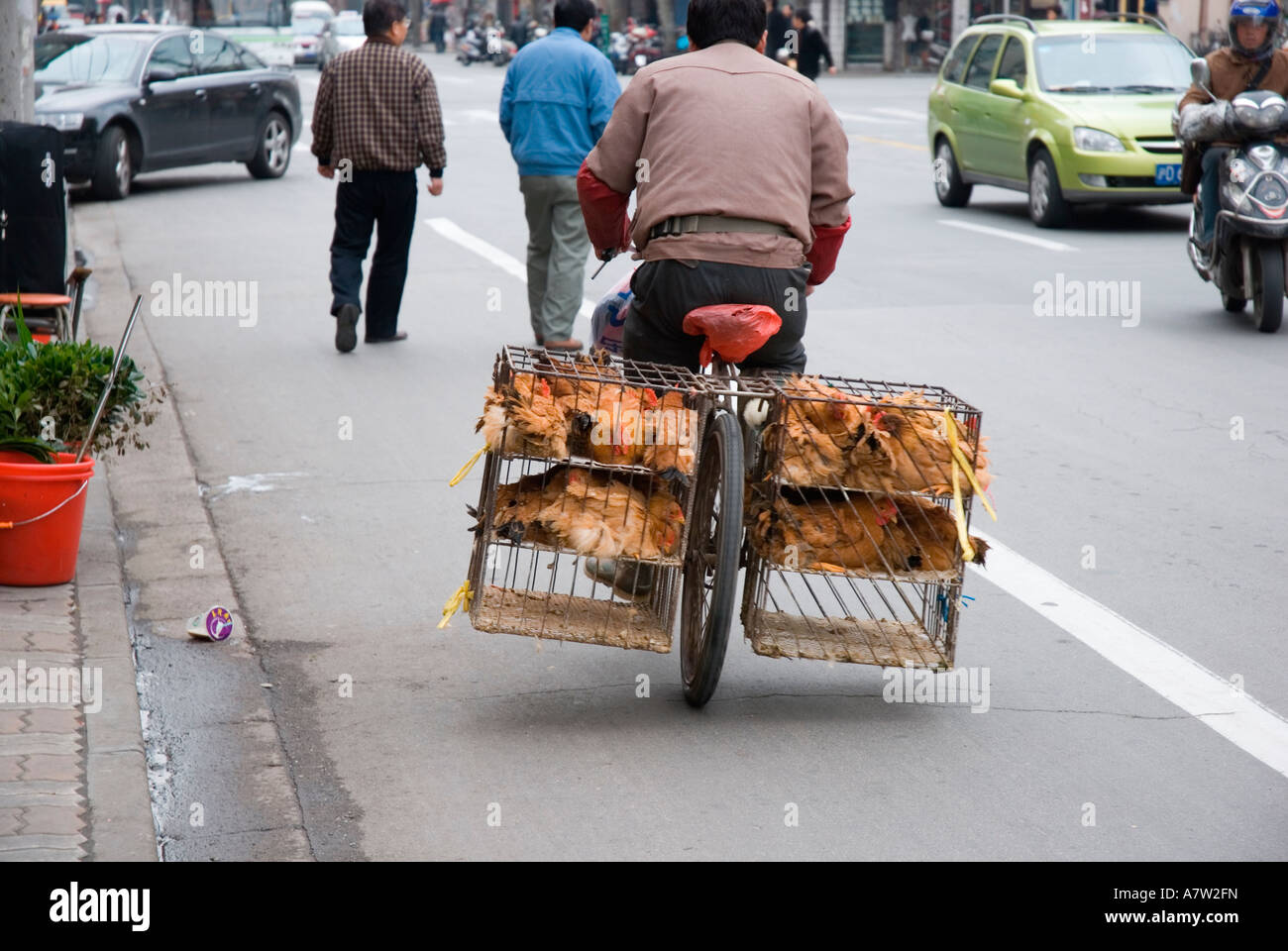 Chinese chicken seller in Shanghai Stock Photo - Alamy