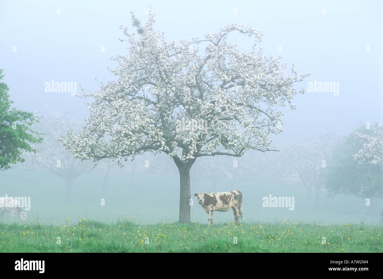 France, Calvados, Norman cows under apple trees in bloom at Vieux Pont ...