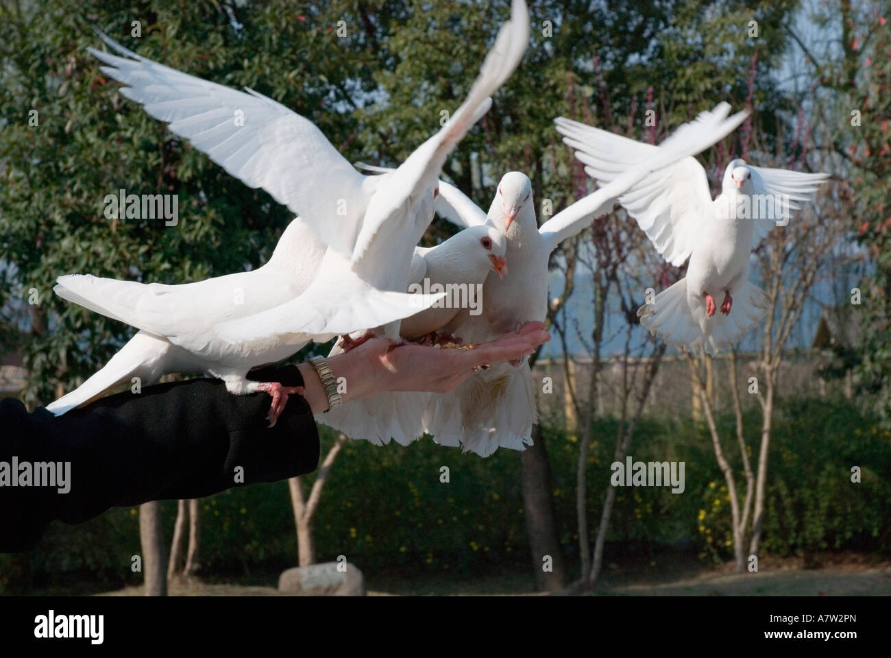 White doves of peace being fed by hand Stock Photo - Alamy