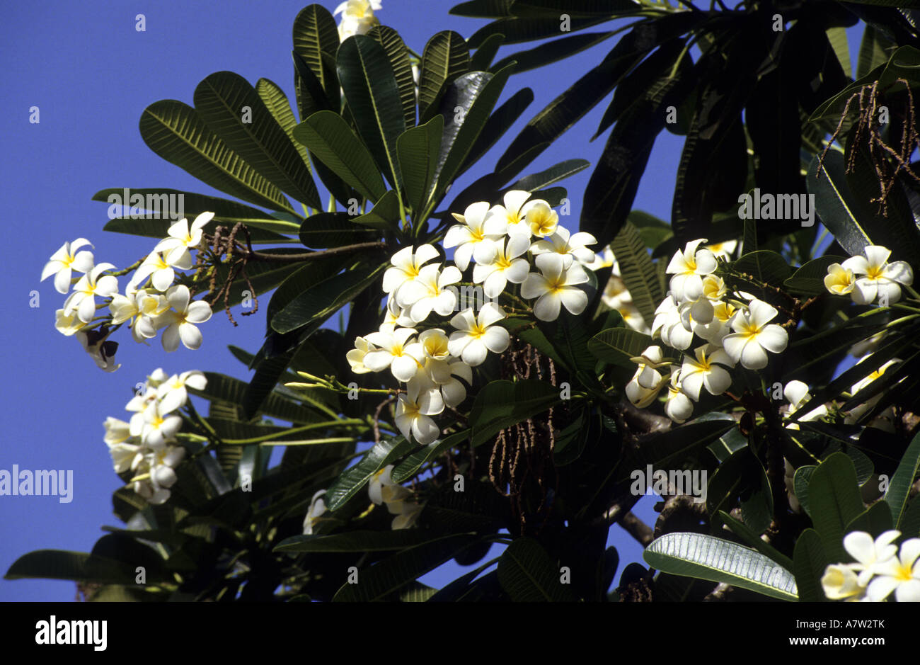 Flowers of Moluccas islands Indonesia Stock Photo - Alamy