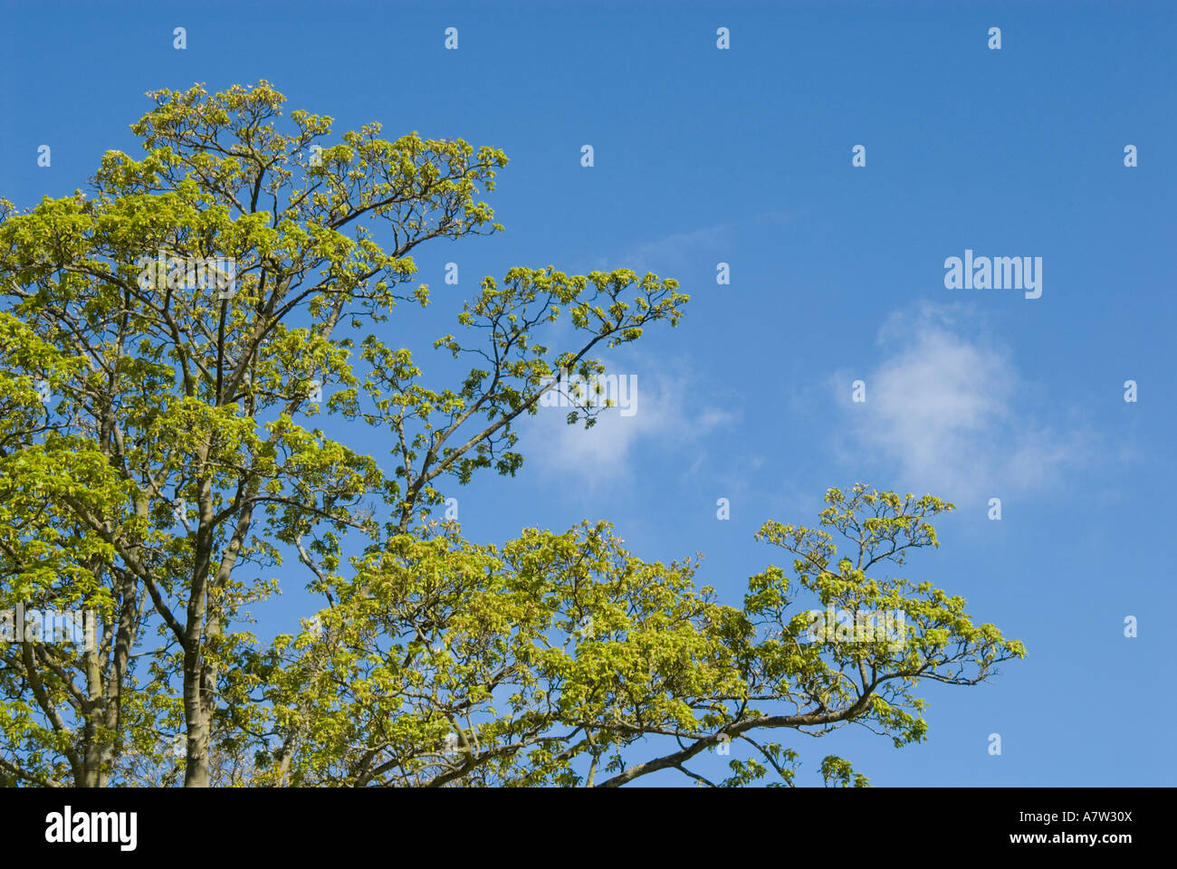 Tree coming into Leaf Spring Stock Photo - Alamy