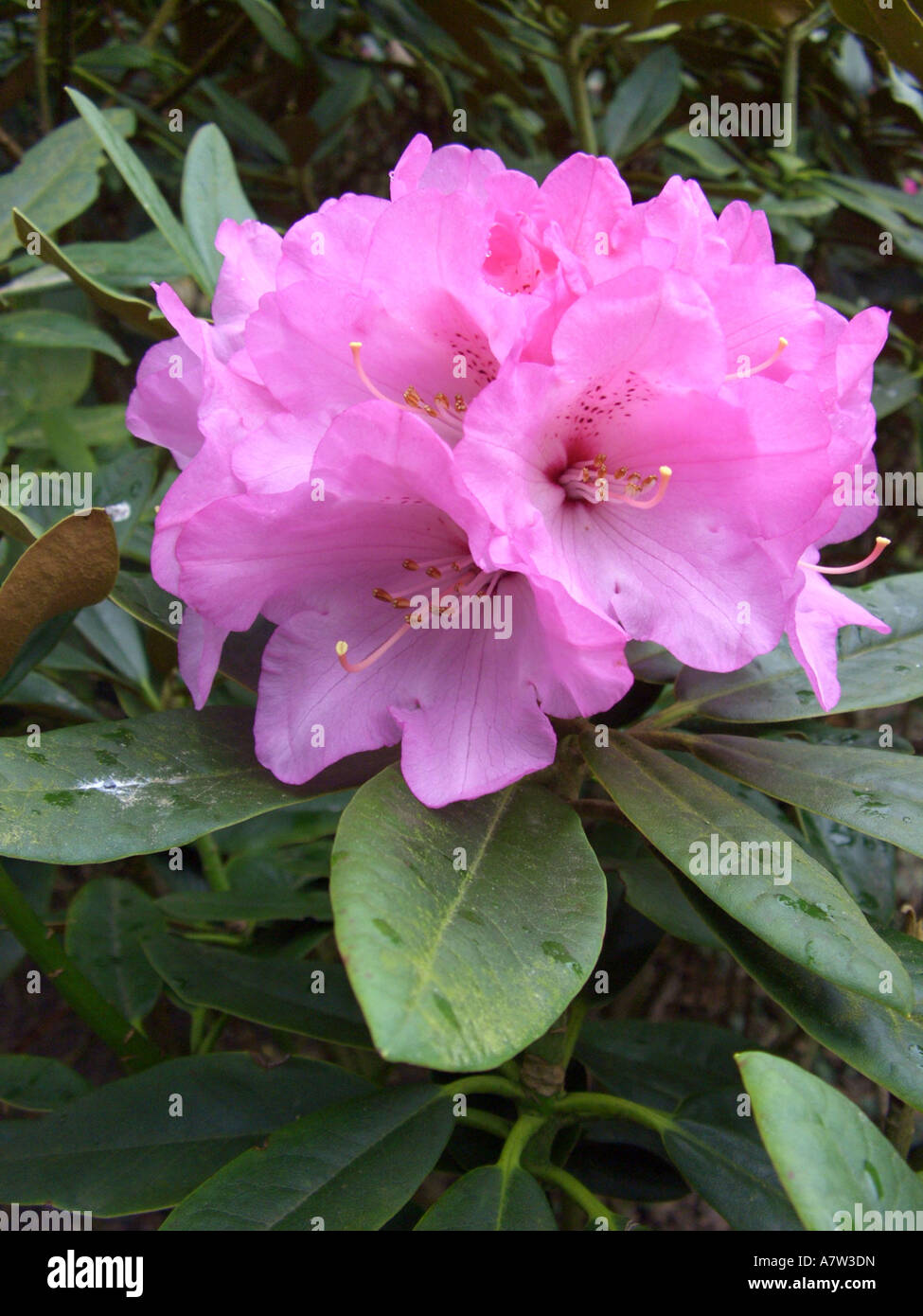 rhododendron (Rhododendron 'Fruehlingsleuchten'), early flowering ...
