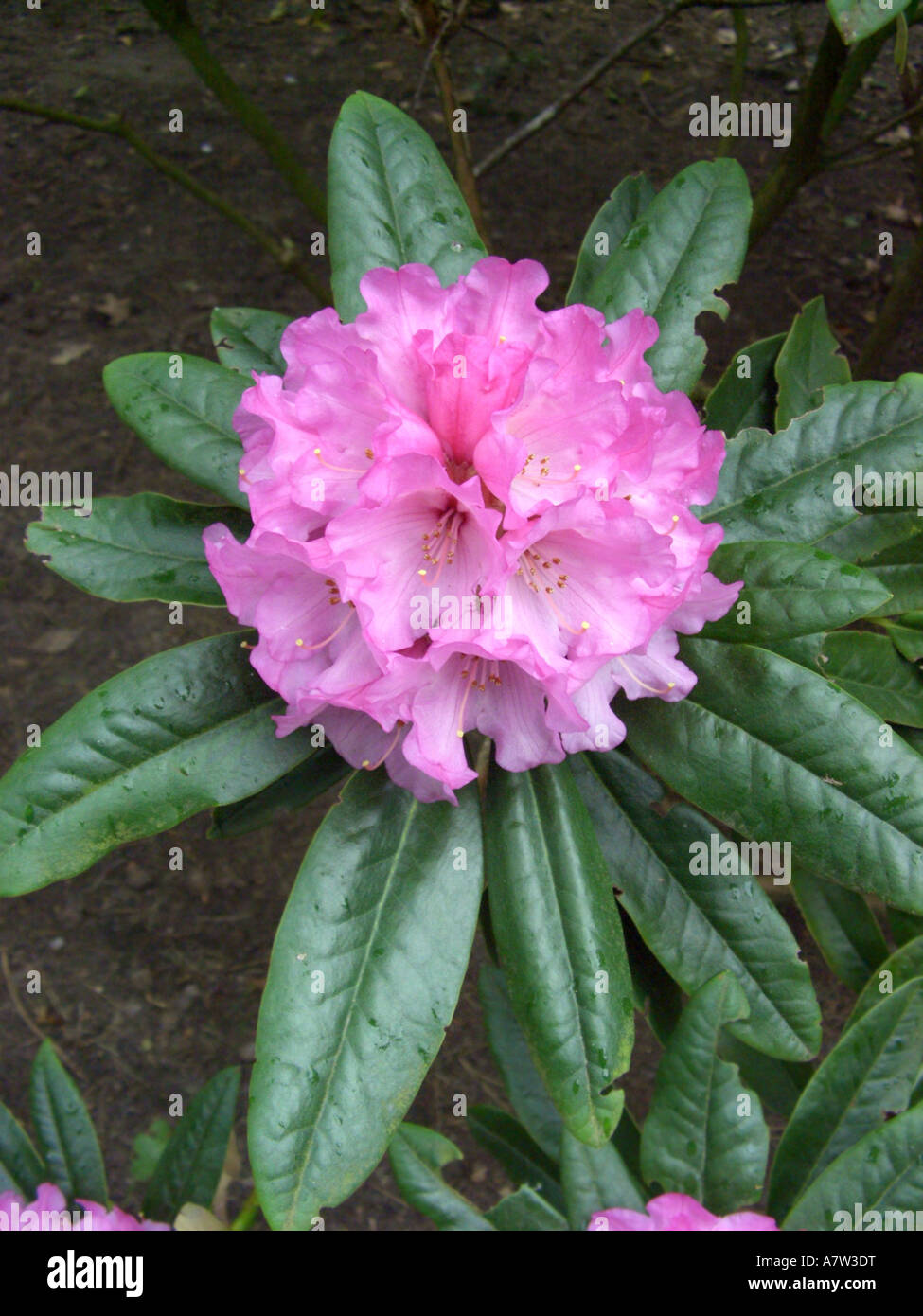 rhododendron (Rhododendron 'Fruehlingsleuchten'), early flowering ...