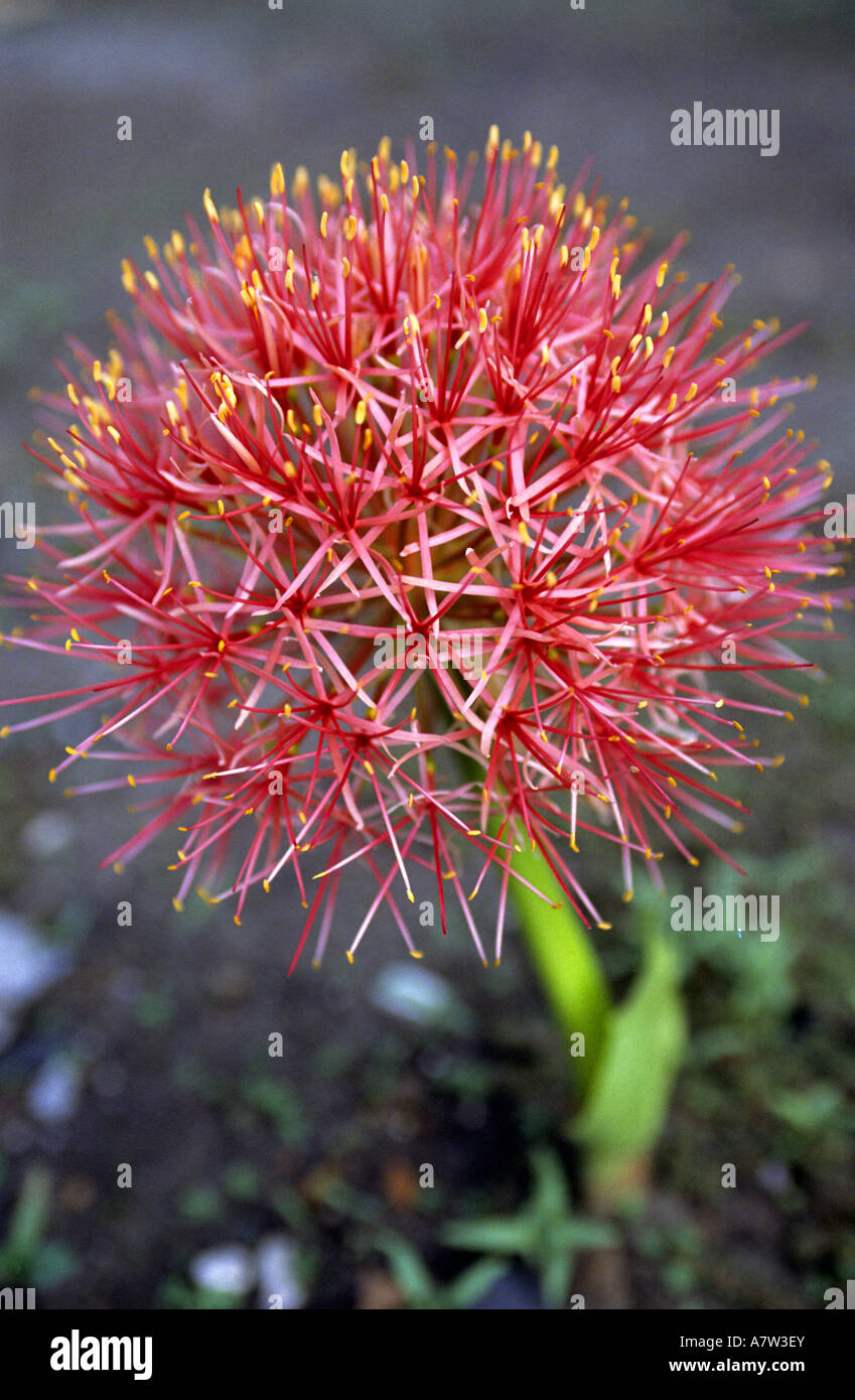 Ceram island hi-res stock photography and images - Alamy