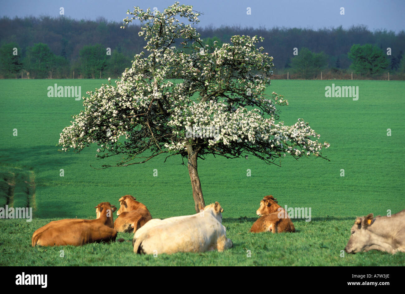 France, Eure, valley of Charentonne, cows grazing under an apple tree ...