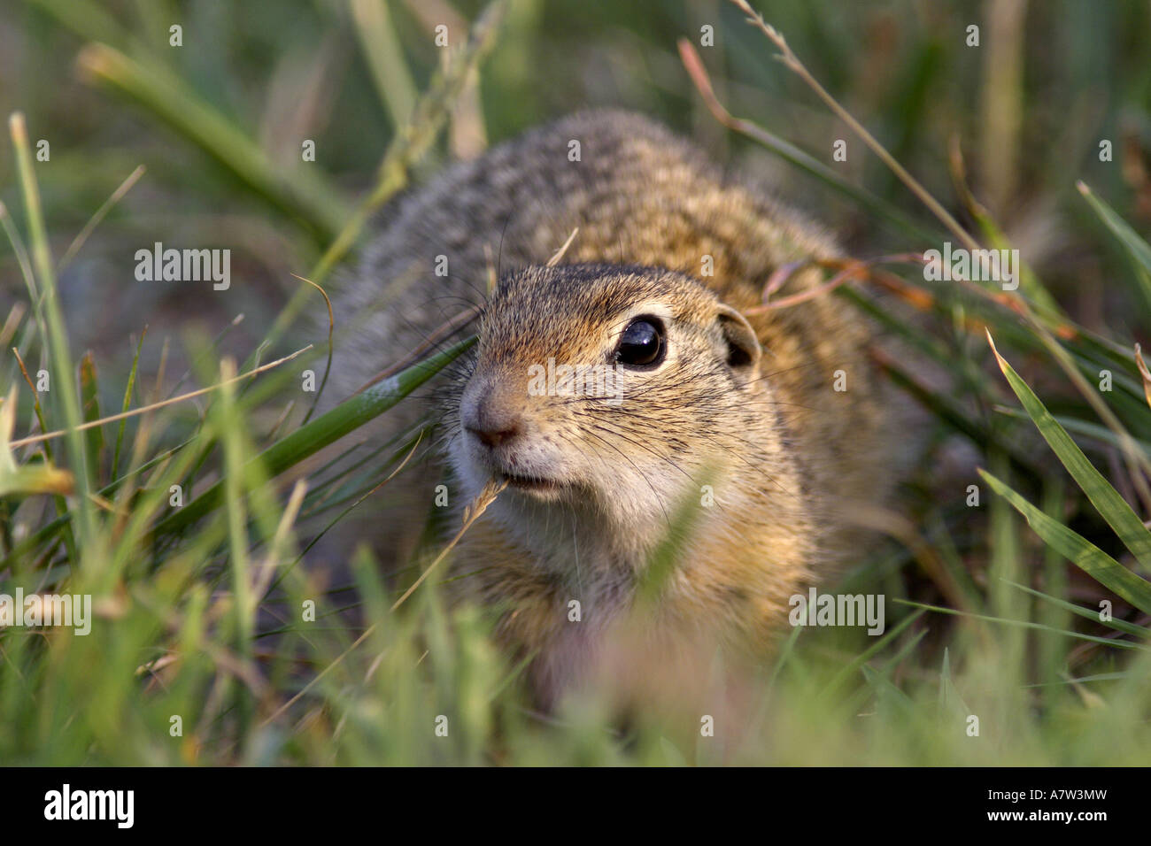 European ground squirrel, European suslik, European souslik (Citellus ...