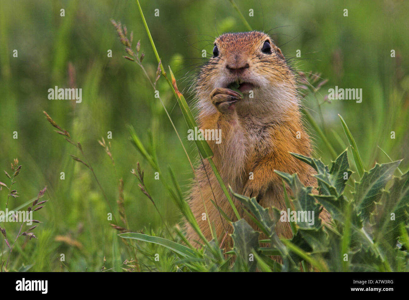 European ground squirrel, European suslik, European souslik (Citellus ...